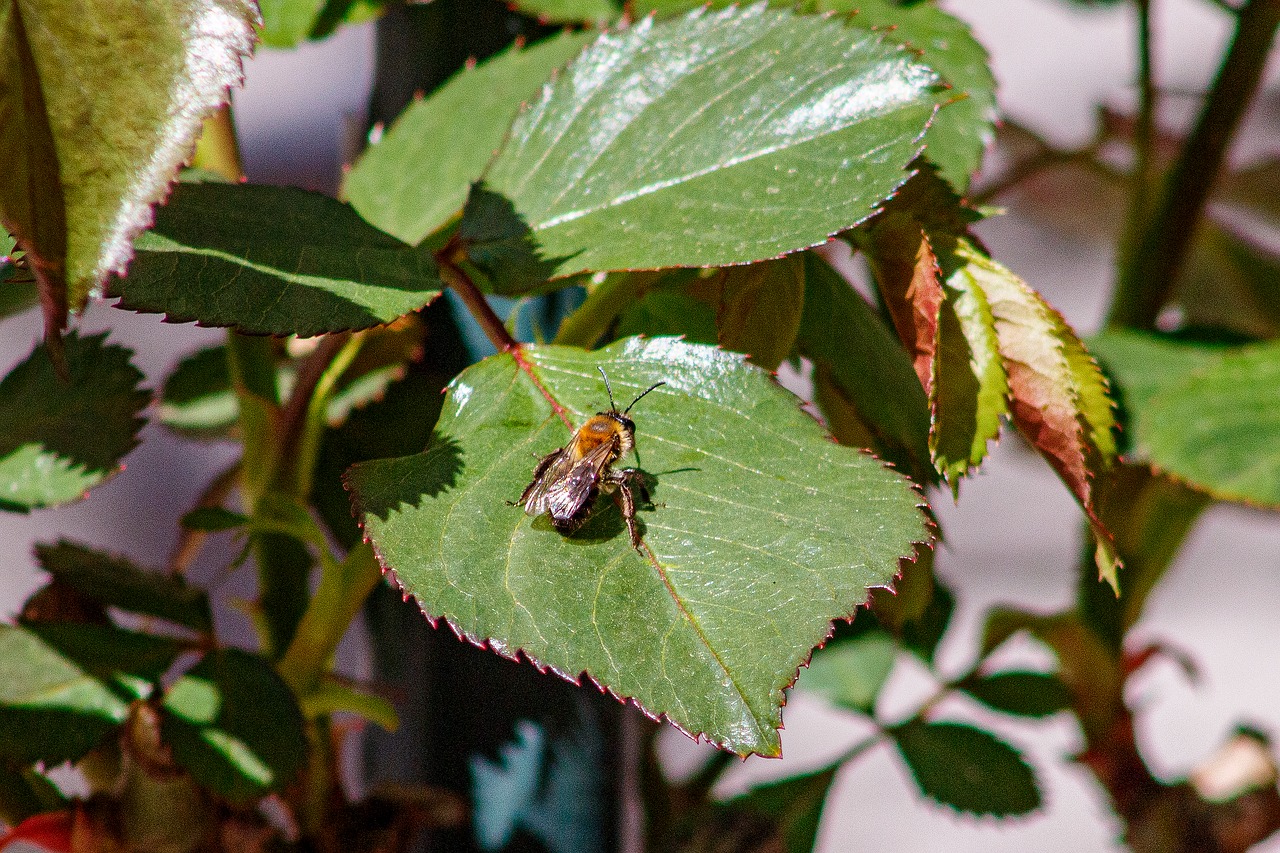 Rose Foliage Bee - Free photo on Pixabay