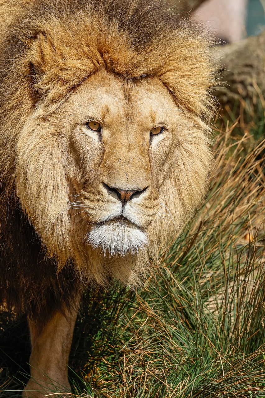 Leão Natureza Animal - Foto gratuita no Pixabay
