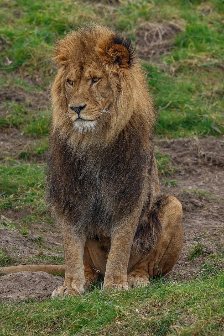 Lion Nature Animal - Photo gratuite sur Pixabay