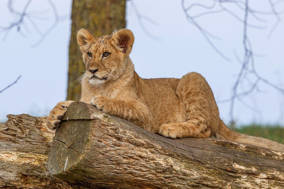 Lion Natur Tier - Kostenloses Foto auf Pixabay