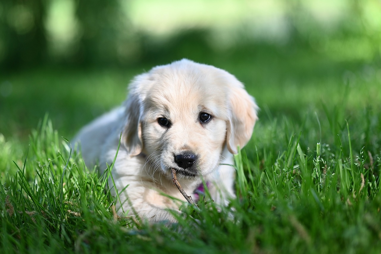 10,000+ Free Puppy & Dog Photos - Pixabay