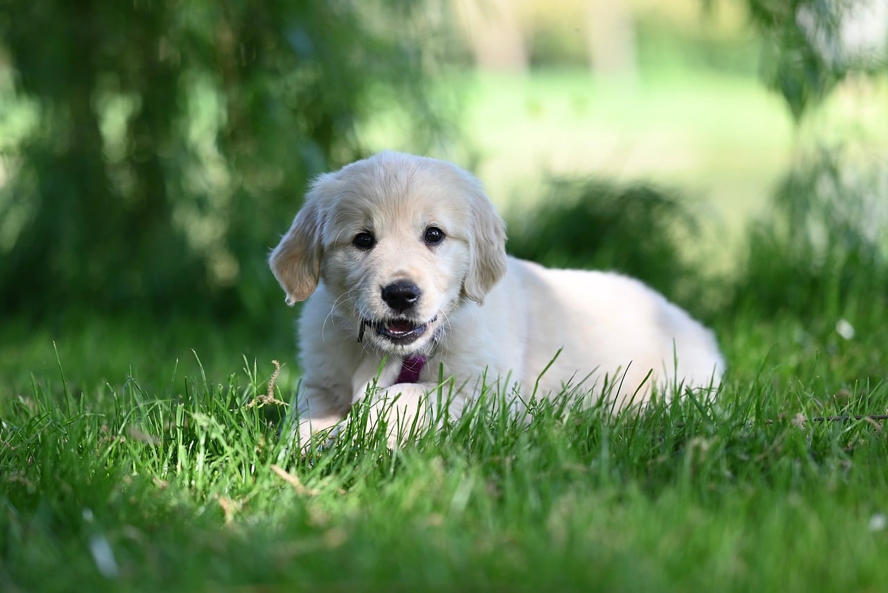 Golden Retriever Puppy Amber - Free photo on Pixabay