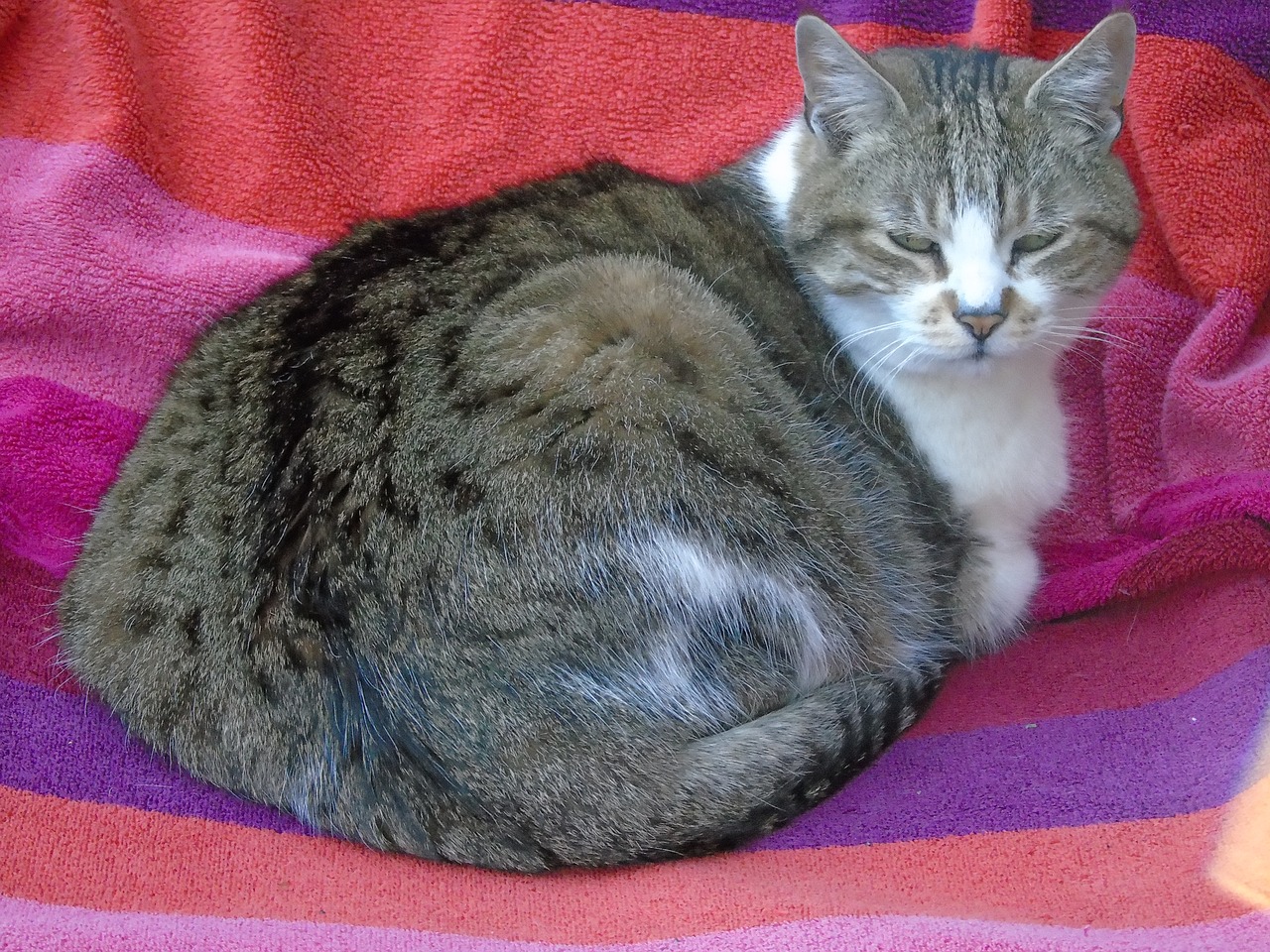 Gato Animal Felino - Foto gratis en Pixabay