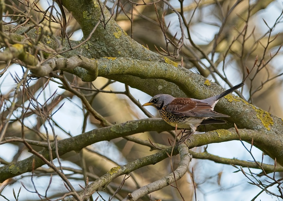 Fieldfare Redwing Bird - Free photo on Pixabay