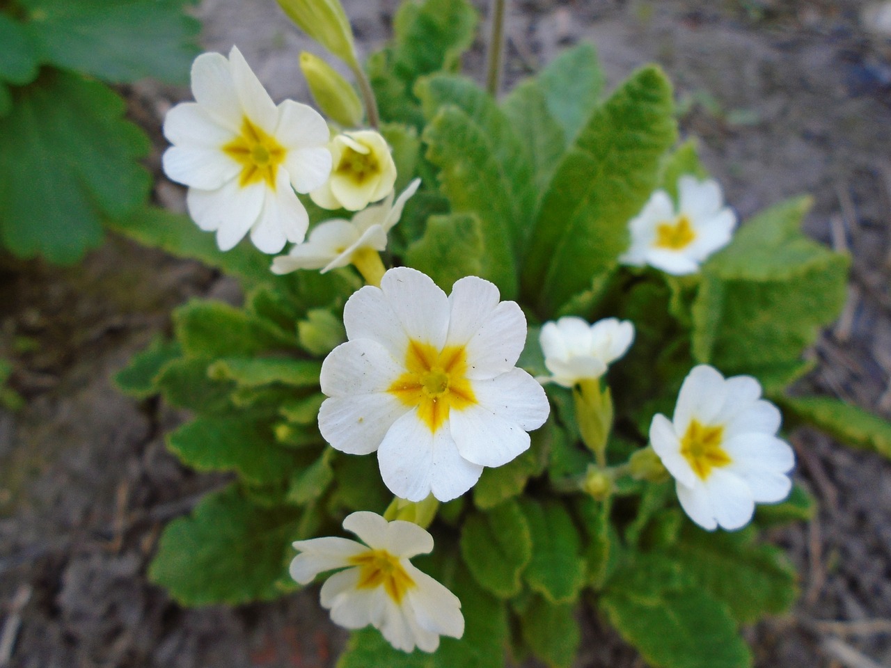 Blossom Primrose Flower - Free photo on Pixabay