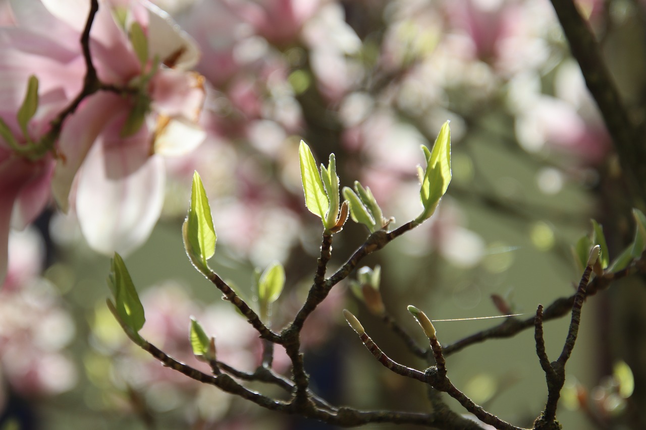 Magnolia Tree Shrub - Free photo on Pixabay