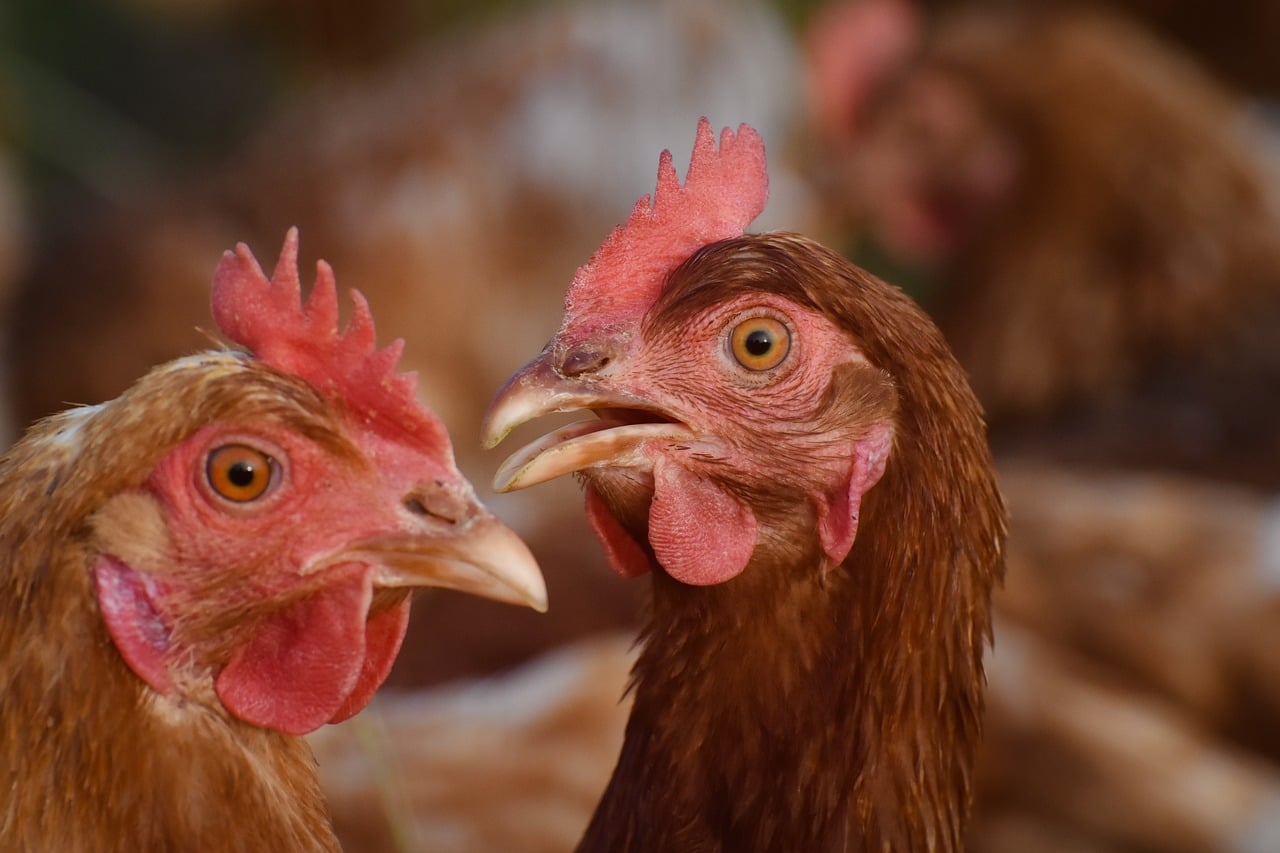 40,000+ Free Chicken Farm & Chicken Images - Pixabay