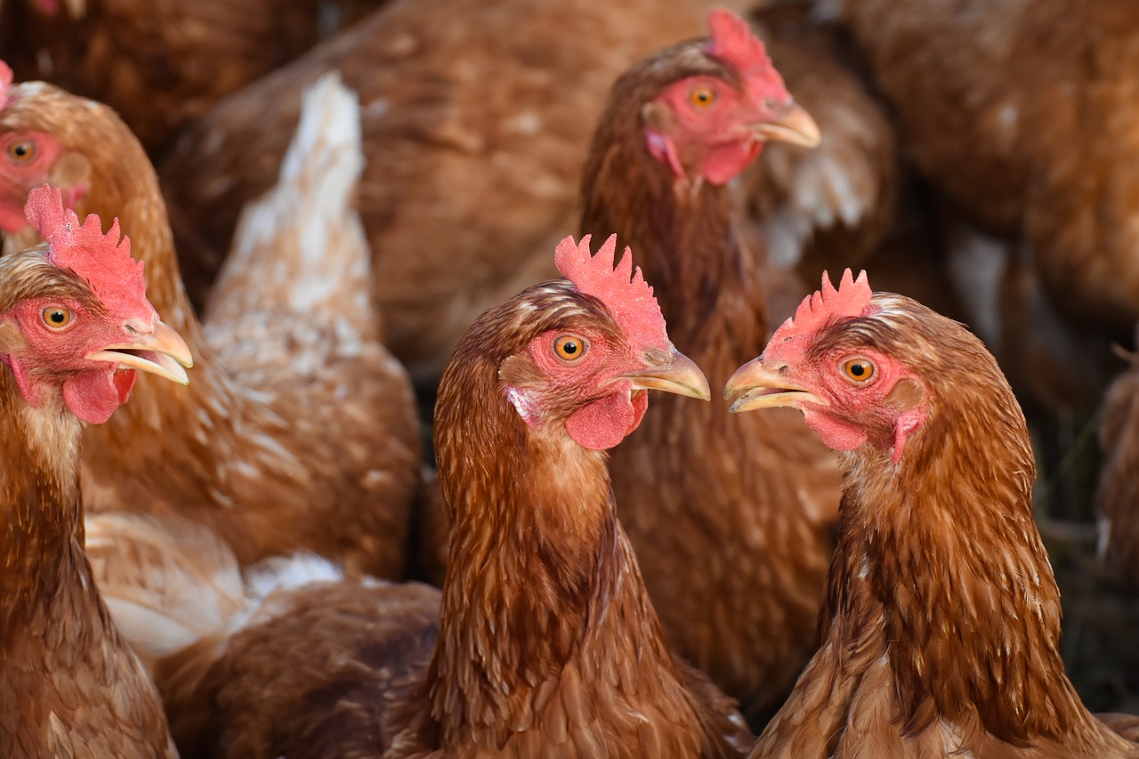 8,000+ Free Chicken Coop & Chicken Images - Pixabay