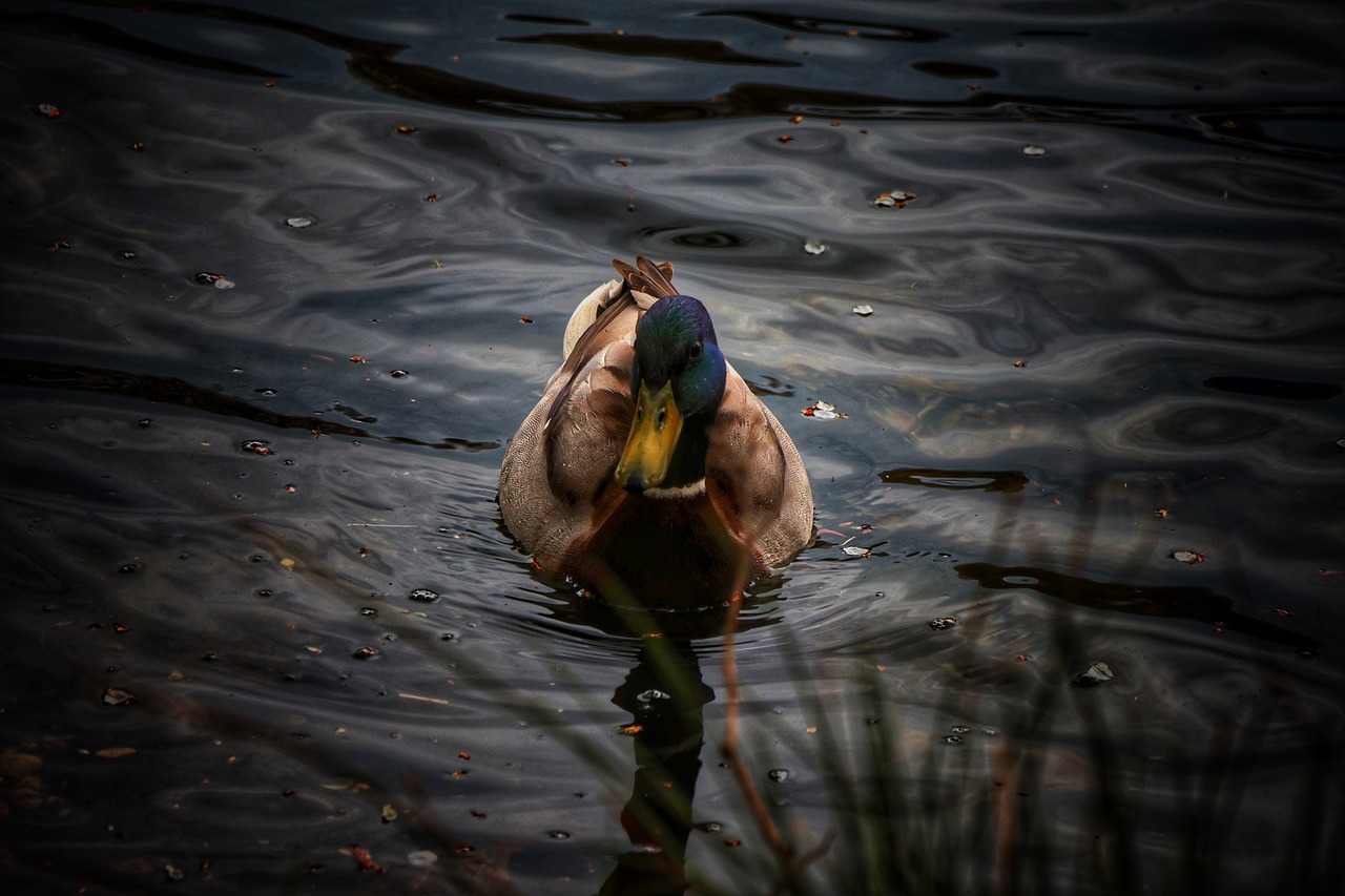 Duck Bird Drake Water - Free photo on Pixabay