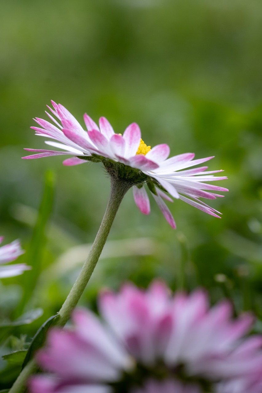 Flower Bloom Blossom - Free photo on Pixabay