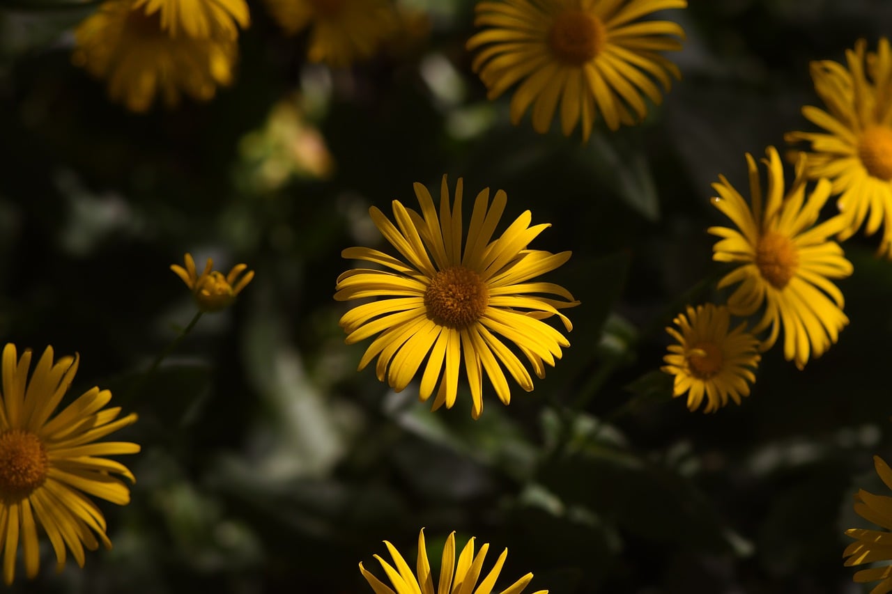 Download Flowers, Yellow Flowers, Blossom. Royalty-Free Stock ...