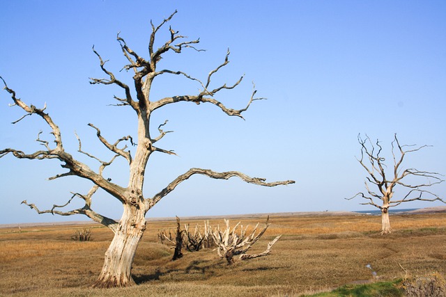 Trees Dead Nature - Free photo on Pixabay