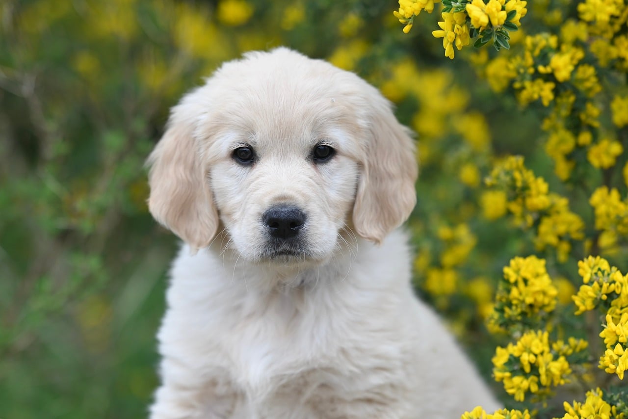 Golden Retriever Puppy Amber Dog - Free photo on Pixabay
