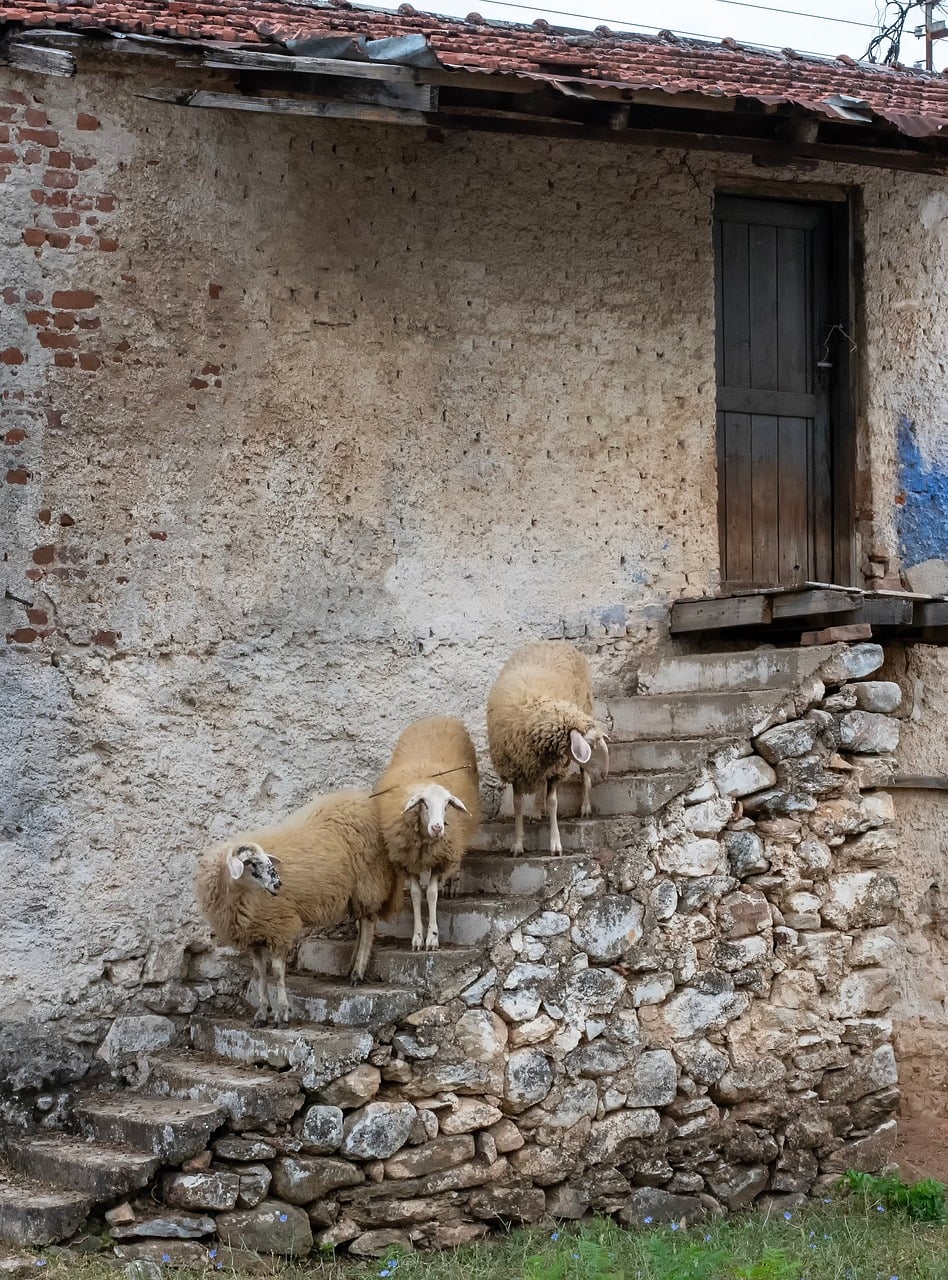 Sheep Rural Balkans - Free photo on Pixabay