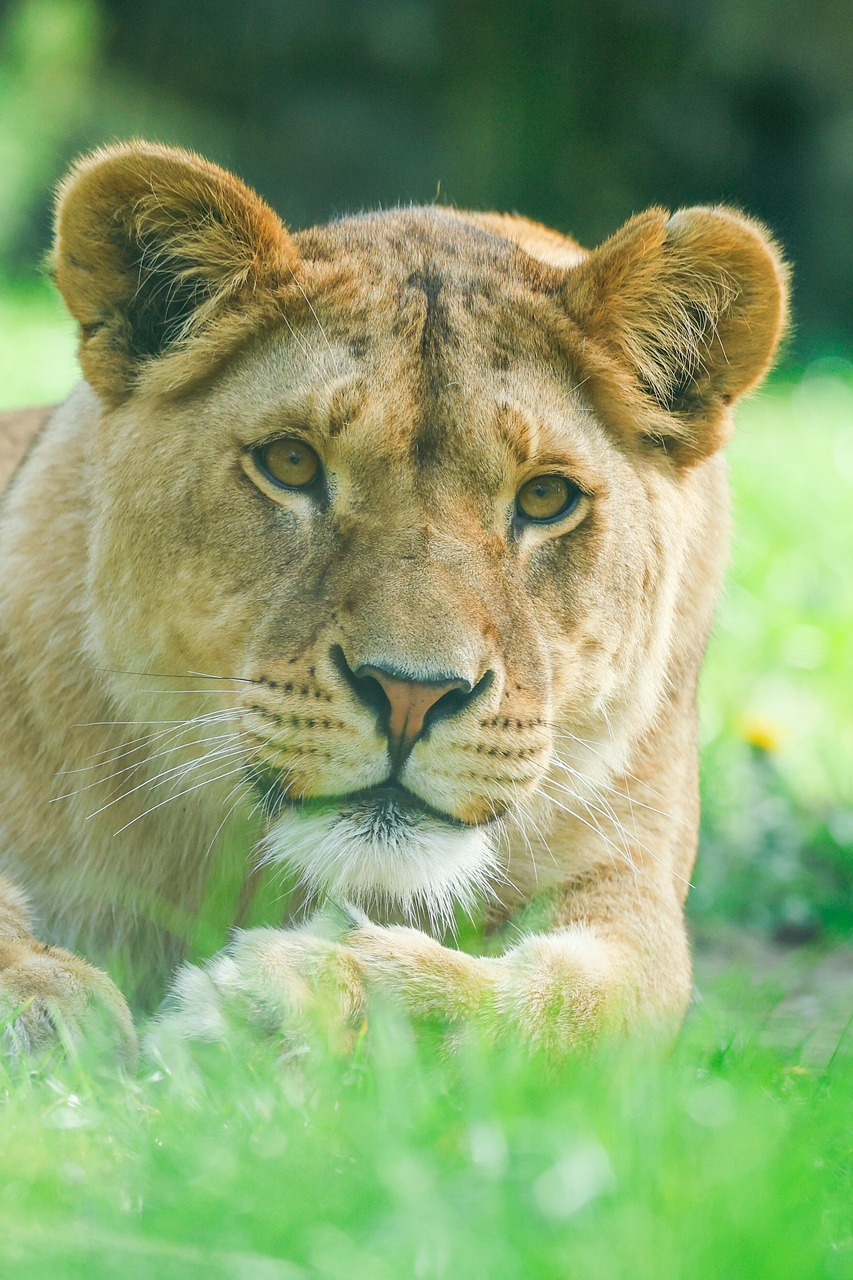 Leão Natureza Animal - Foto gratuita no Pixabay