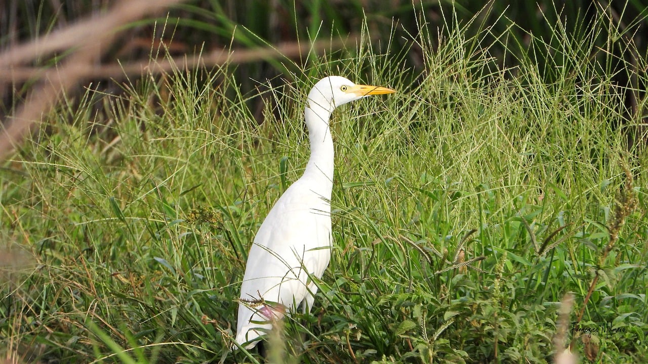 Pájaro Plumas Garza - Foto gratis en Pixabay