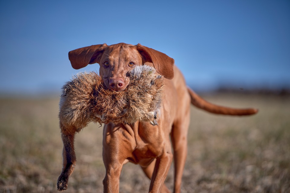 Vizsla Hunting Dog Training - Free photo on Pixabay
