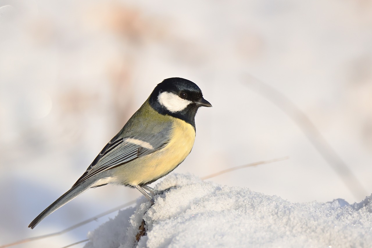 Great Tit Bird Songbird - Free photo on Pixabay