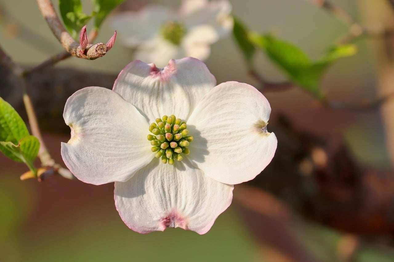 Dogwood Blossom Bloom - Free photo on Pixabay