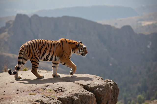 Tigre Nature Faune - Image gratuite sur Pixabay