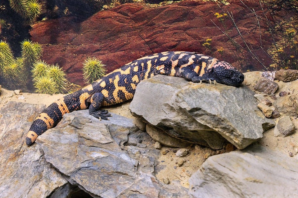 Gila Monster Reptile Venom - Free photo on Pixabay