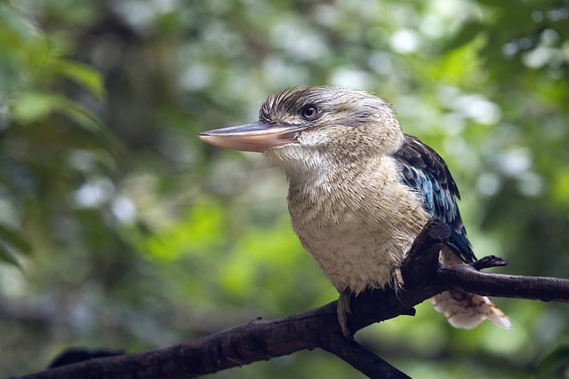 Kookaburra Bird Australia - Free photo on Pixabay