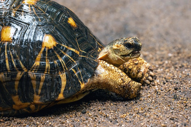 30,000+ Free Cartoon Tortoise & Tortoise Images - Pixabay