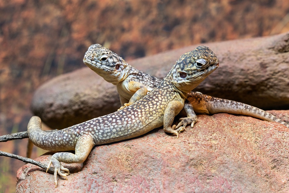 Netted Dragons Dragon Lizard - Free photo on Pixabay