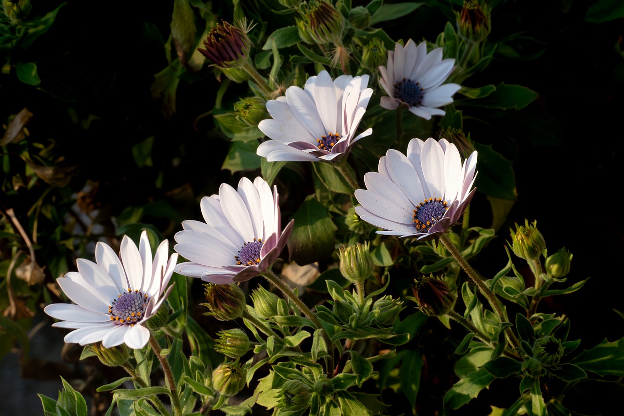 Fleurs Nature Le - Photo gratuite sur Pixabay