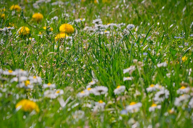 Nature Landscape Grass - Free photo on Pixabay