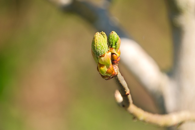 Knospe Natur Nahaufnahme - Kostenloses Foto auf Pixabay
