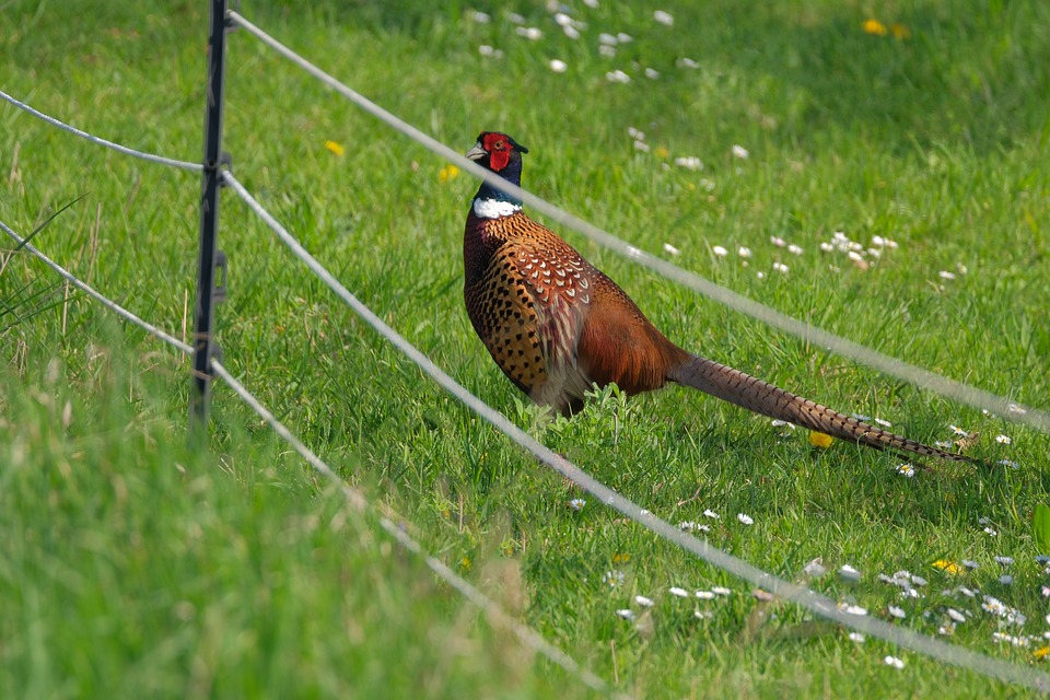 Pheasant Bird Nature - Free photo on Pixabay