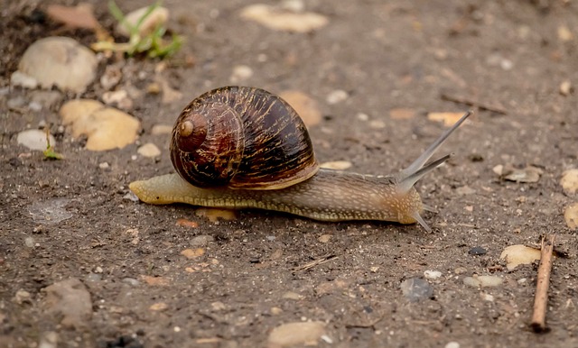 Snail Nature Animal - Free photo on Pixabay