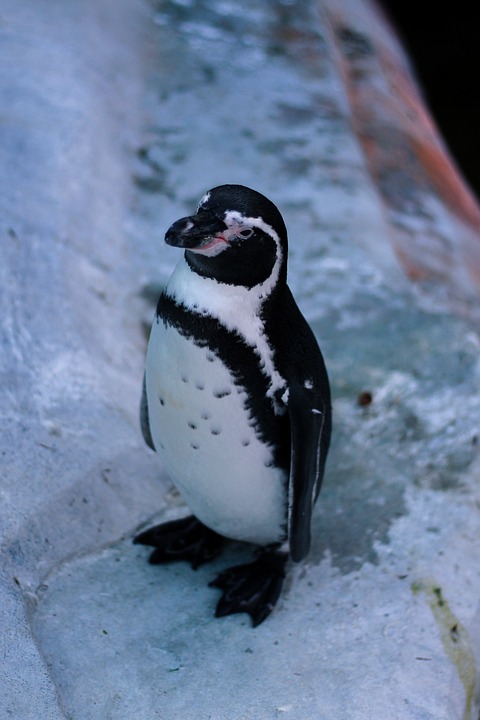 Penguin Bird Animal - Free photo on Pixabay
