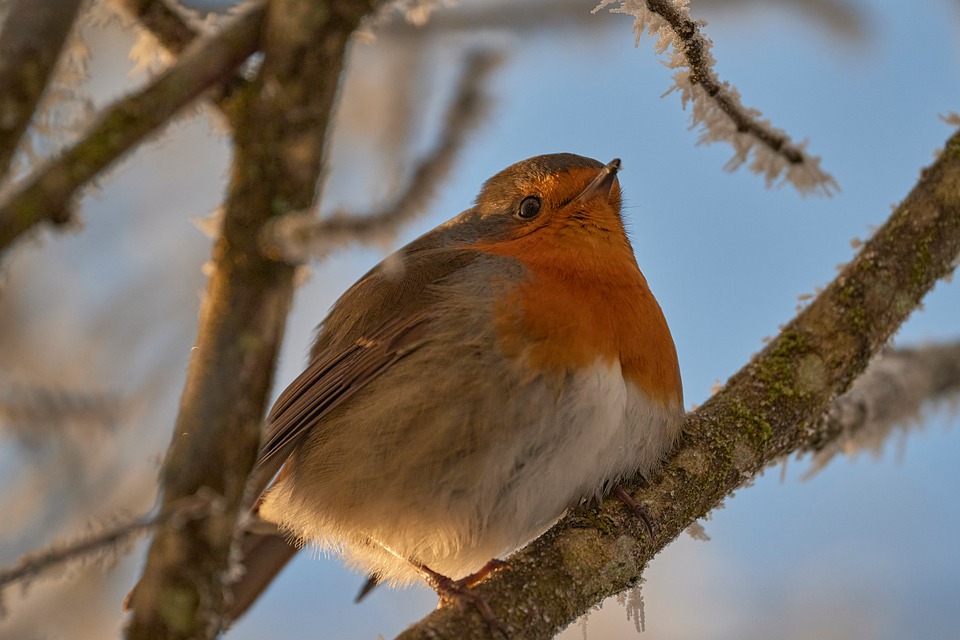 Robin Bird Sitting - Free photo on Pixabay