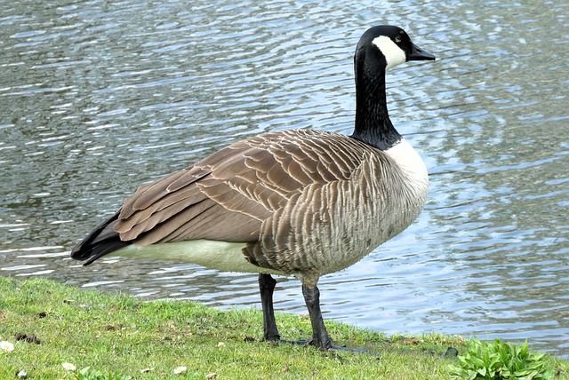 Canadian Goose Bird - Free photo on Pixabay