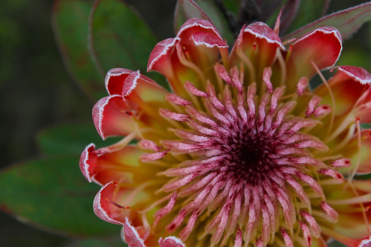 Sudáfrica Protea Rey Flor Nacional - Foto gratis en Pixabay
