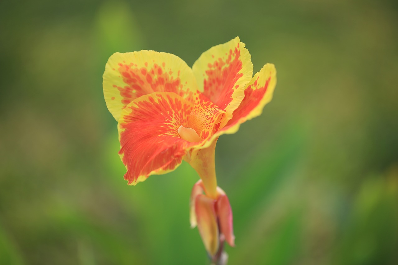 Flower Bloom Petals - Free photo on Pixabay