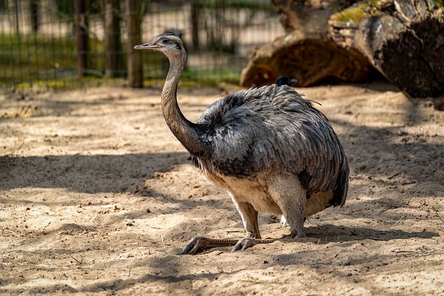 Ostrich Bird Ratite - Free photo on Pixabay
