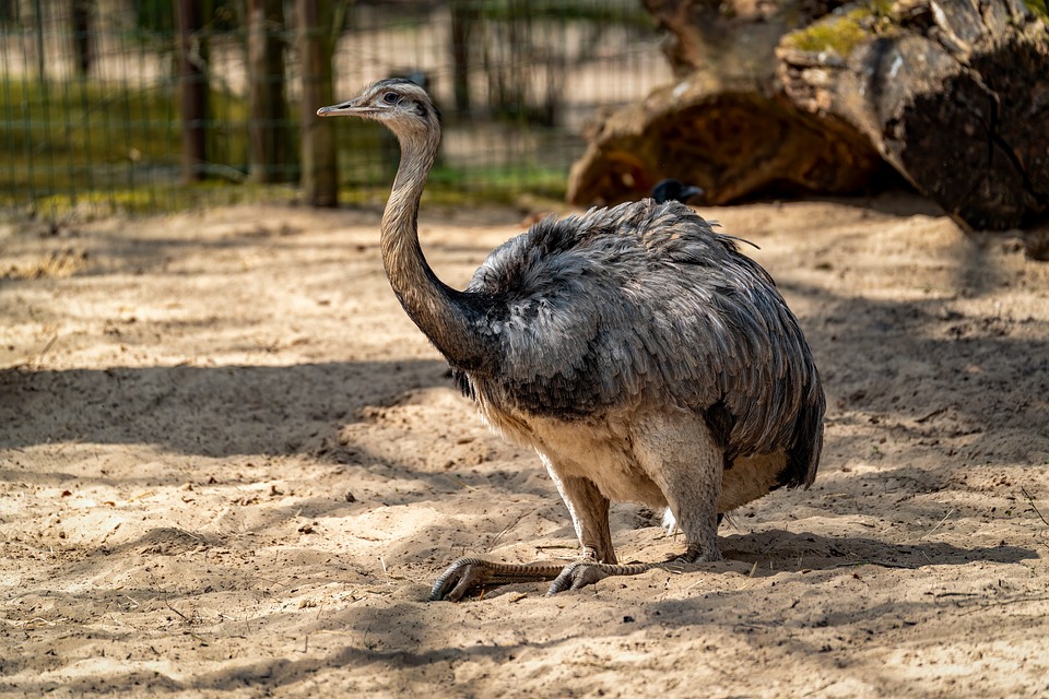 Ostrich Bird Ratite - Free photo on Pixabay