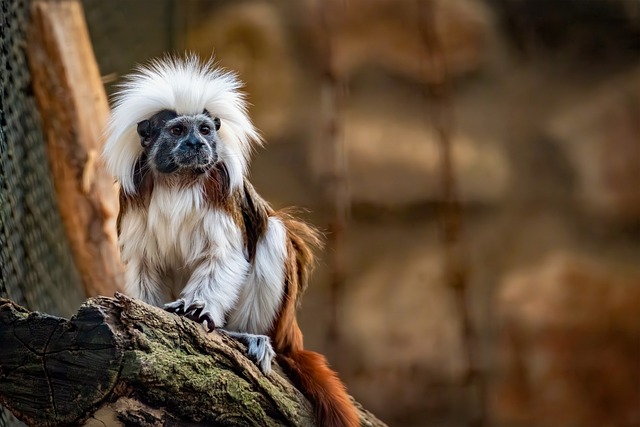 Primate Ape Animal Wild - Free photo on Pixabay