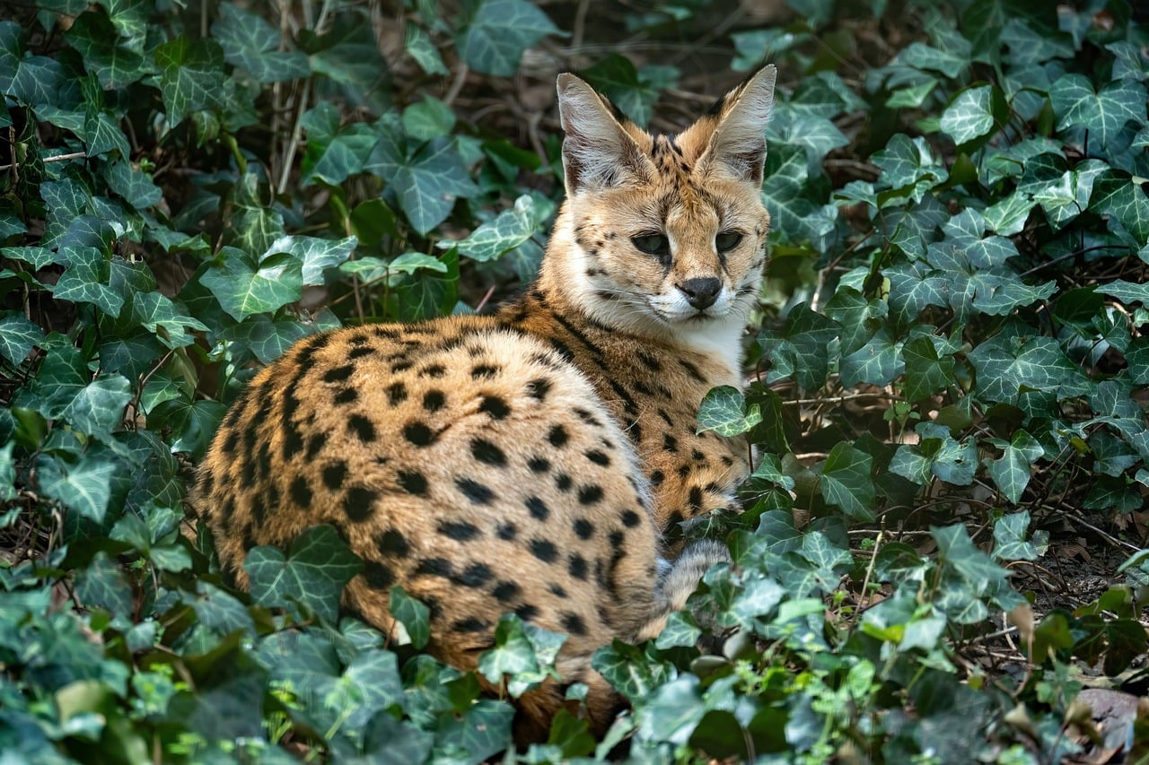 Serval Wildcat Predator - Free photo on Pixabay