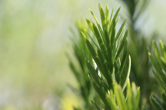 Bourgeon Vert Nature - Photo gratuite sur Pixabay