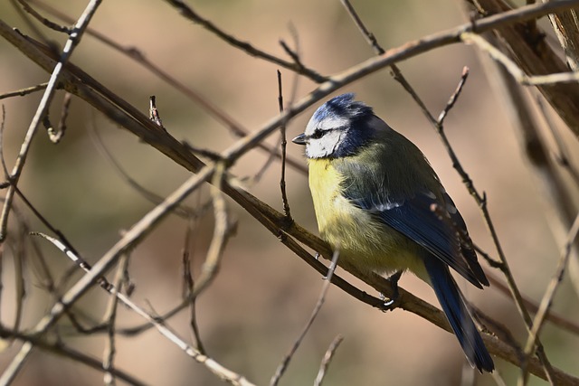 Blue Tit Bird Wildlife - Free photo on Pixabay
