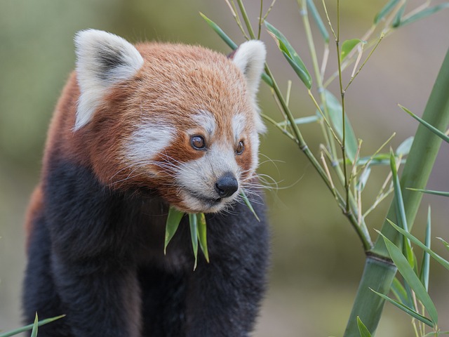 Red Panda Little Cat-Bear - Free photo on Pixabay