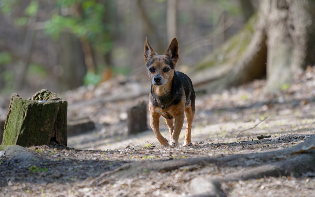 70,000+ Free Small Dogs & Dog Images - Pixabay
