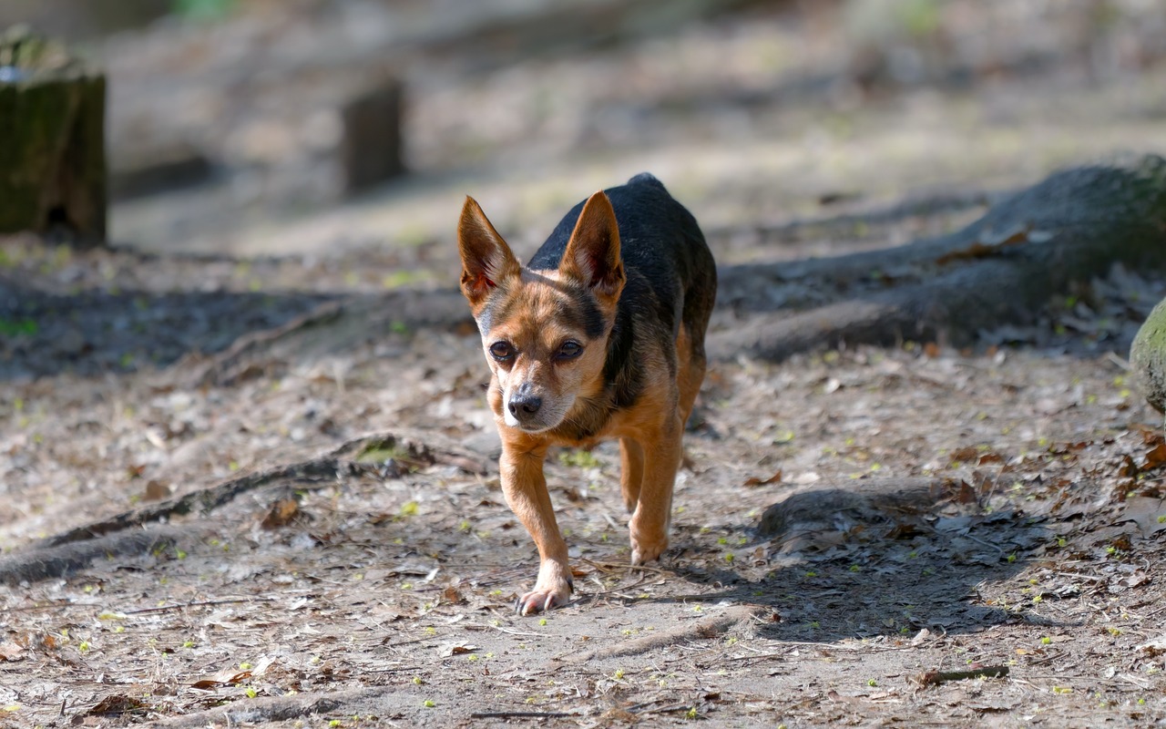 70,000+ Free Small Dogs & Dog Images - Pixabay