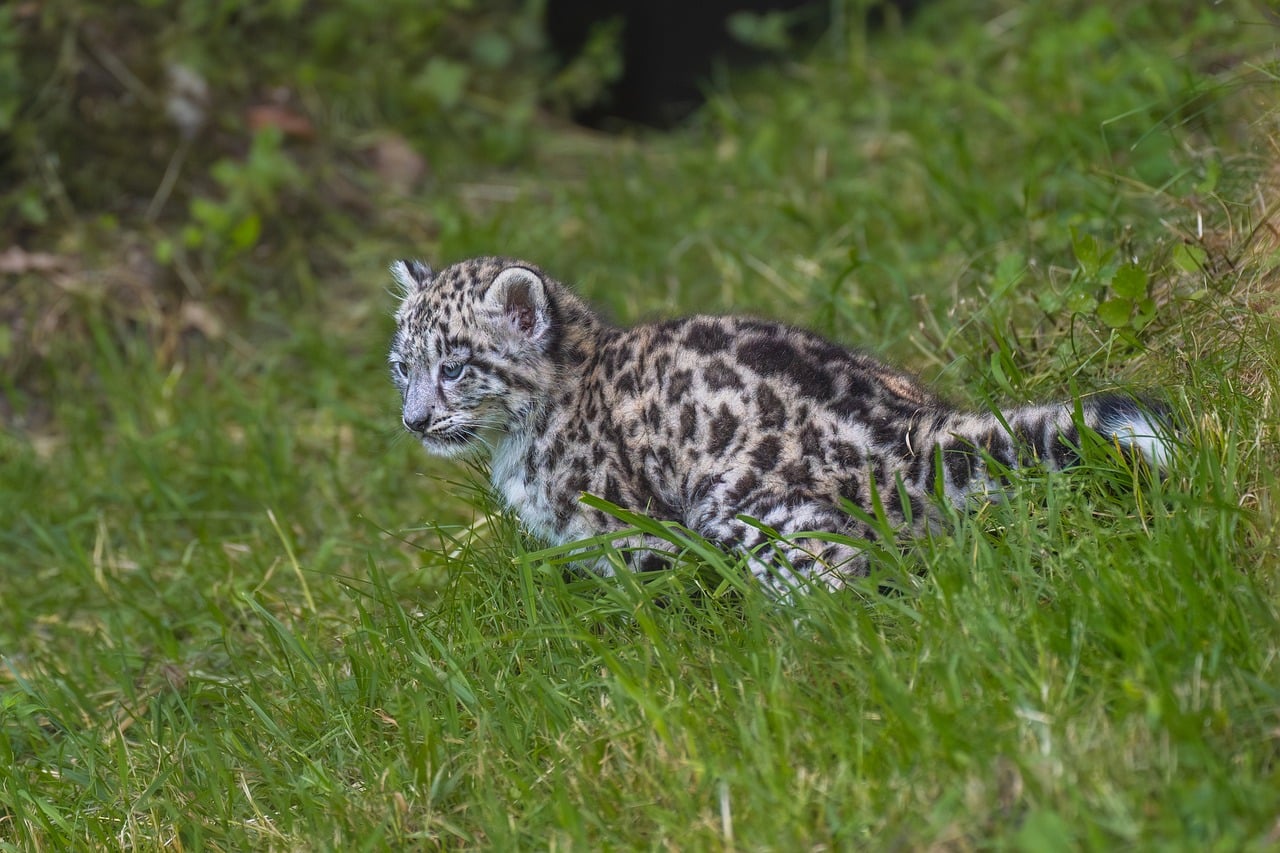 Snow Leopard Baby Big - Free photo on Pixabay