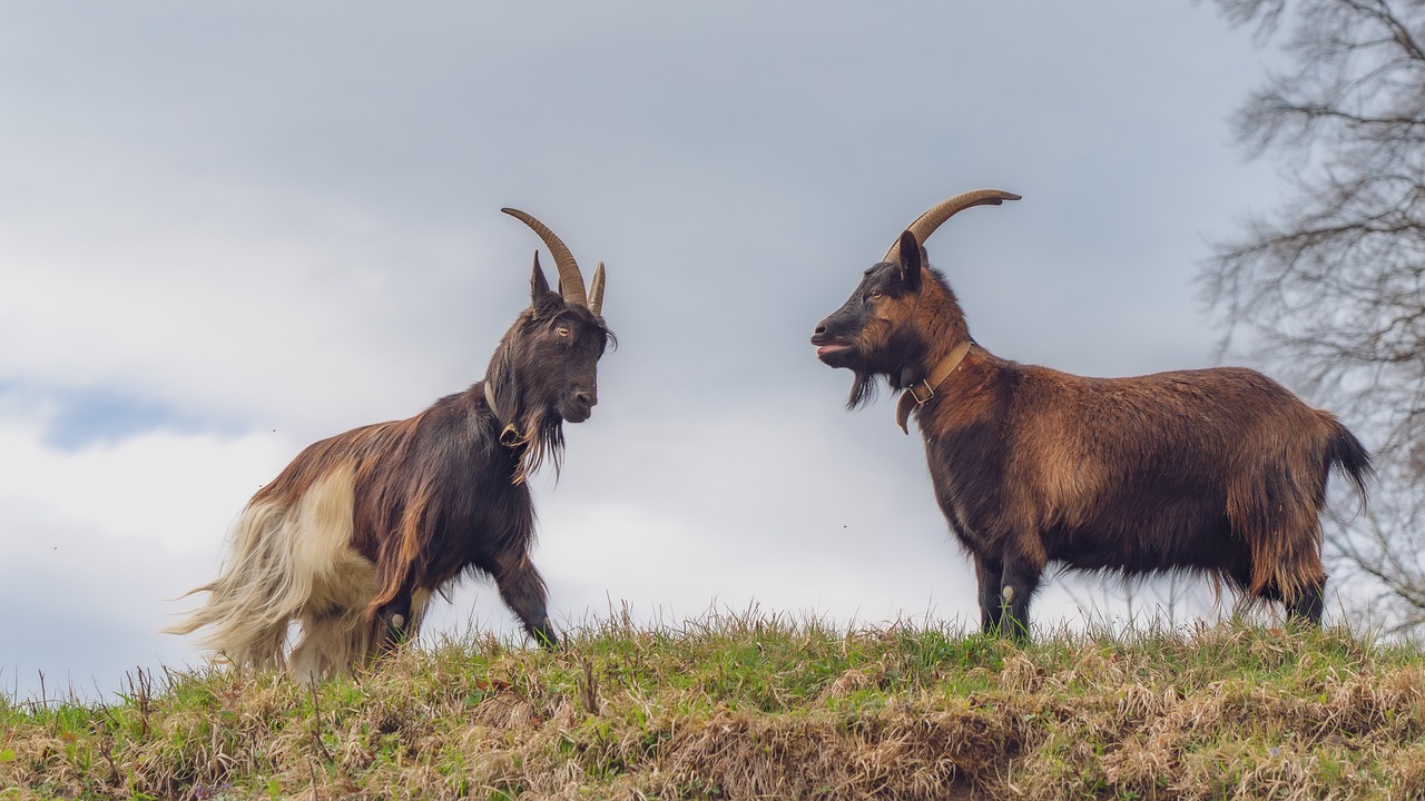 Goats Domestic Mammal Farm - Free photo on Pixabay
