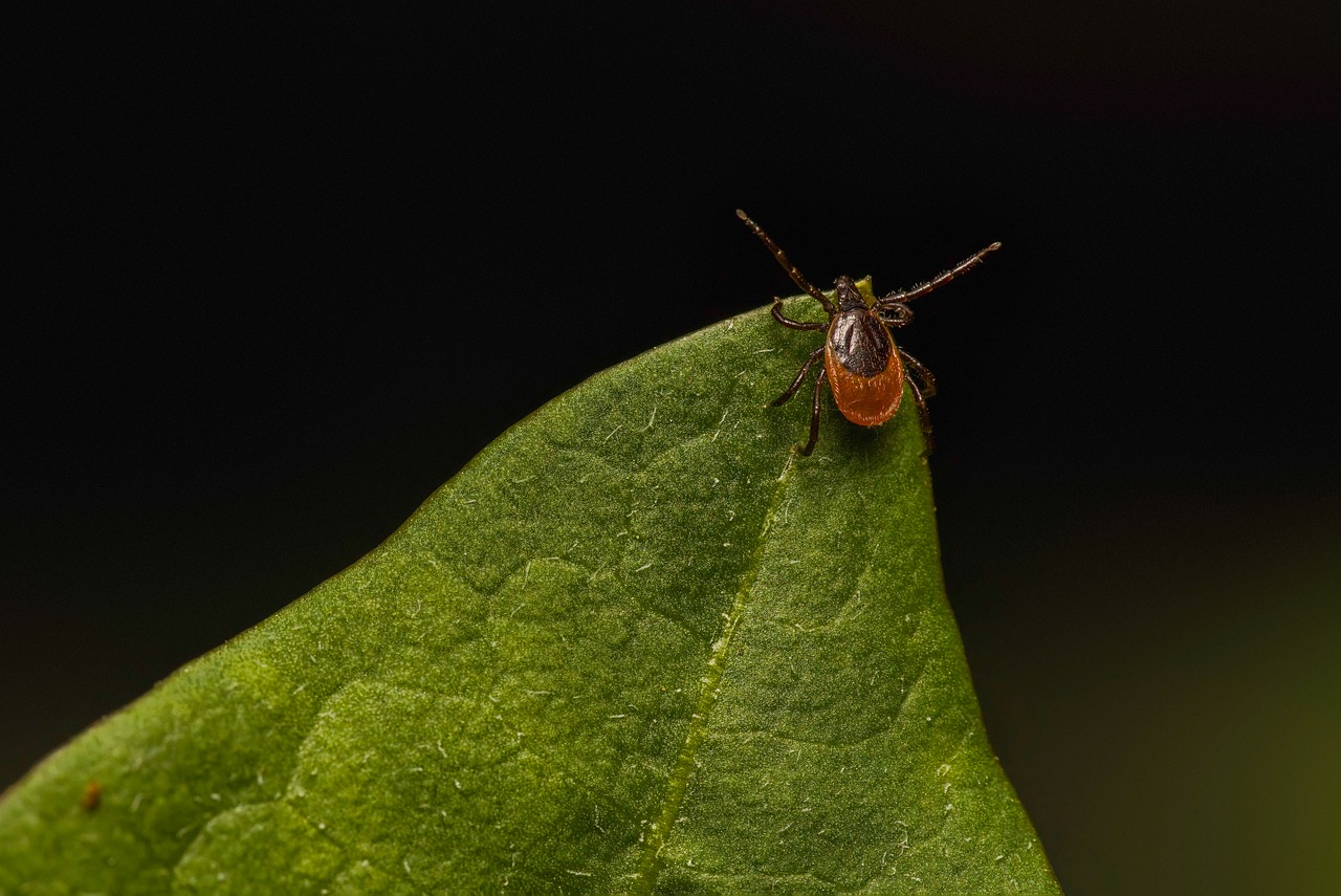Nature Animal Arachnid - Free photo on Pixabay